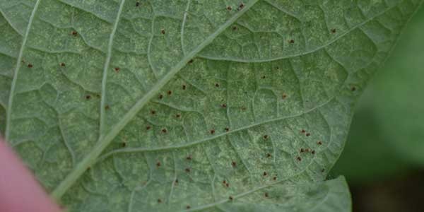 Plagas De Invernadero Y Soluciones Fraunhofer Desarrolla Procesos